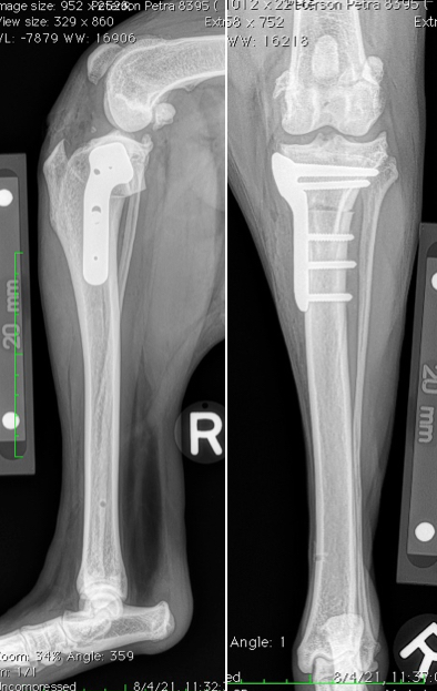 Treatment - Arizona Canine Orthopedics & Sports Medicine