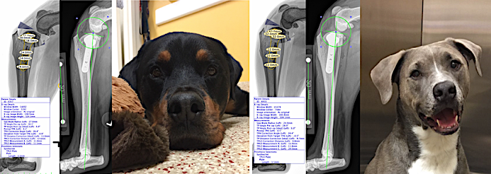 TPLO - Learn More - Arizona Canine Orthopedics & Sports Medicine