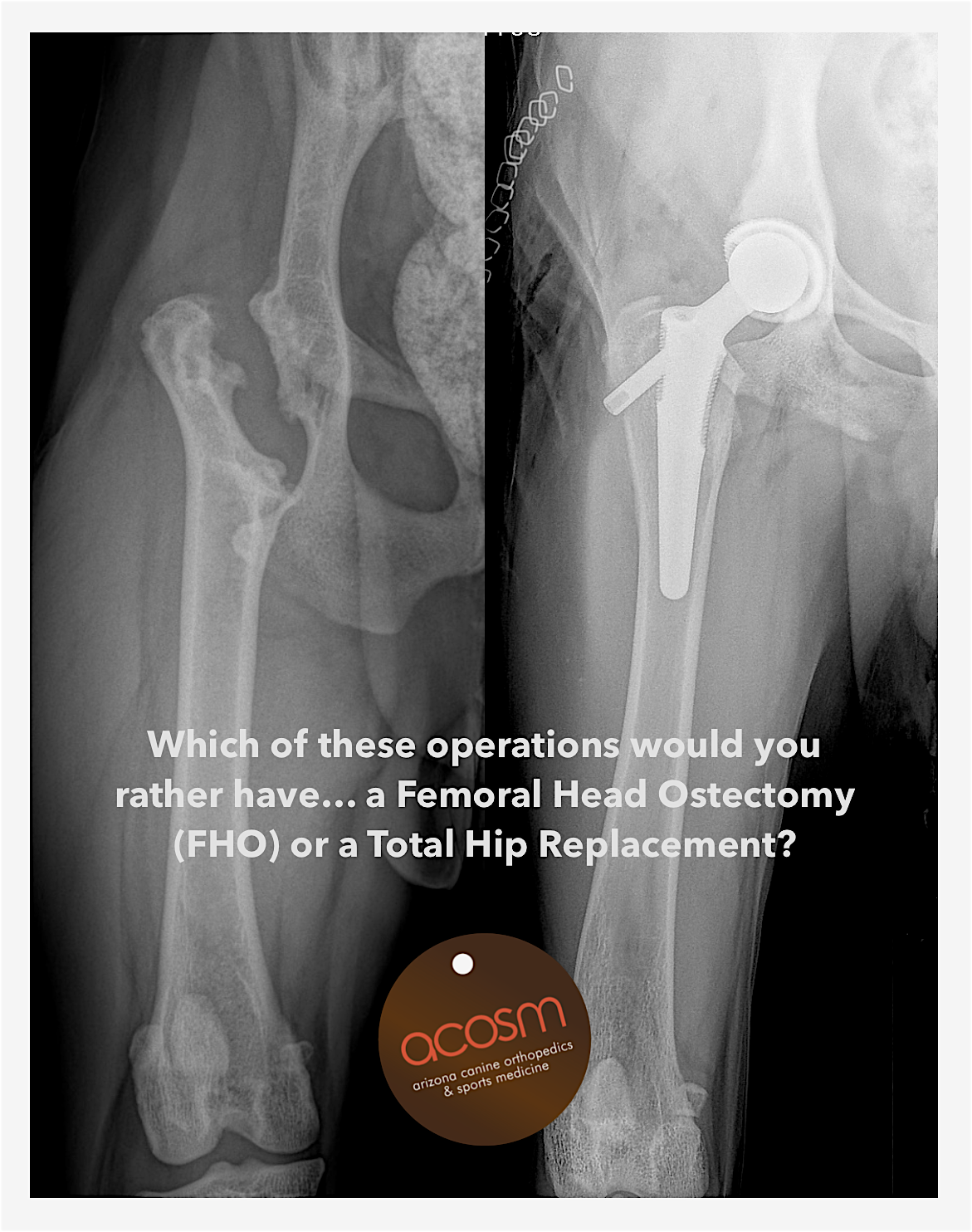 Femoral Head and Neck Excision Arthroplasty - Arizona Canine ...